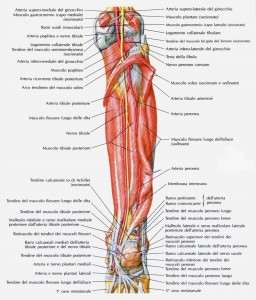 Anatomia - Muscoli della gamba (parte seconda) - Santucci Running